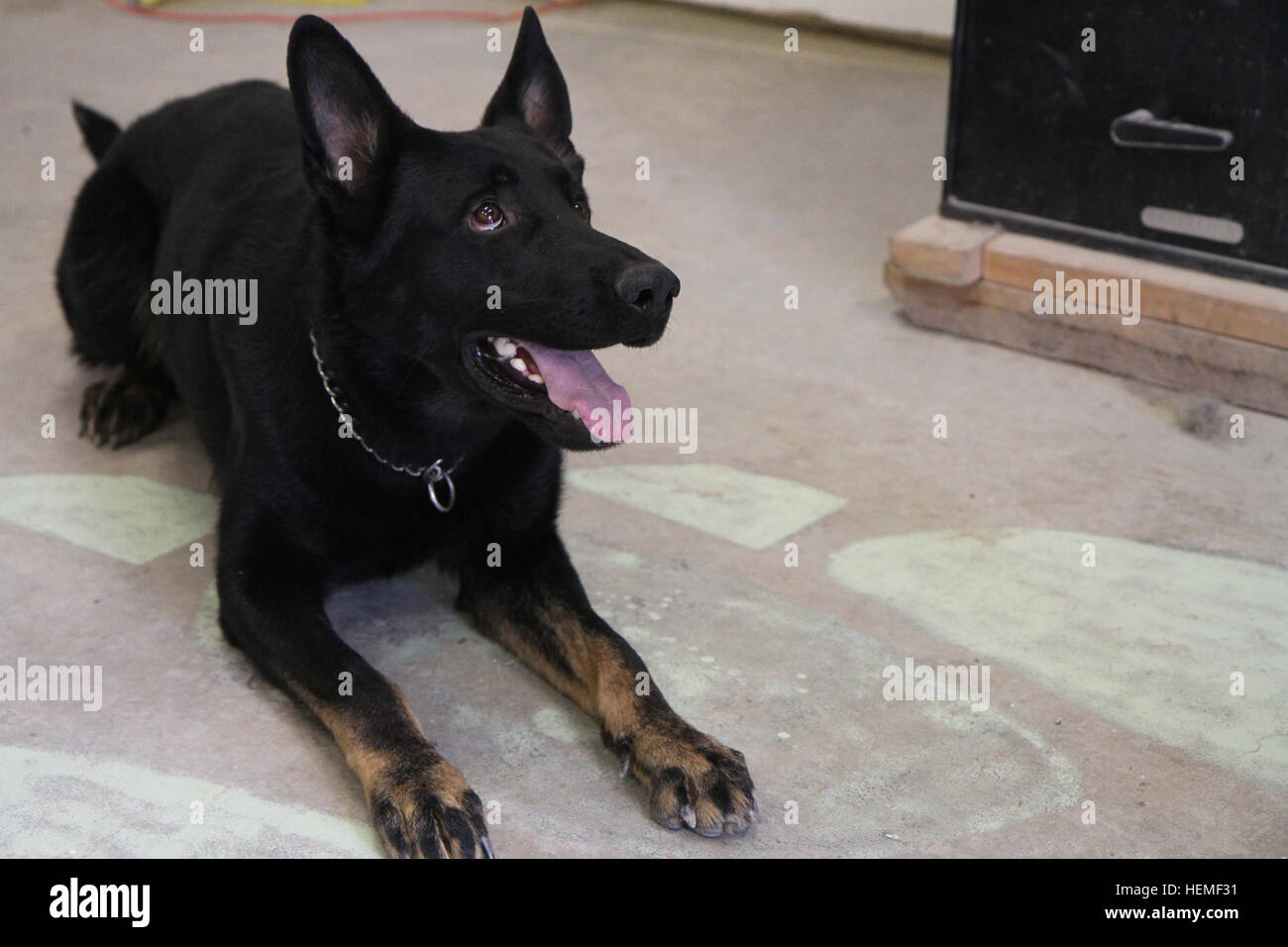 Spc. Hugo, explosive detection dog with the Tactical Explosive ...