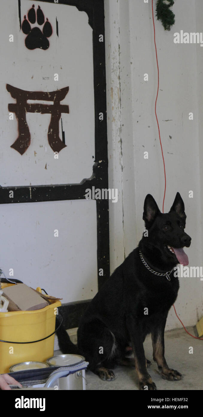 Spc. Hugo, explosive detection dog with the Tactical Explosive ...