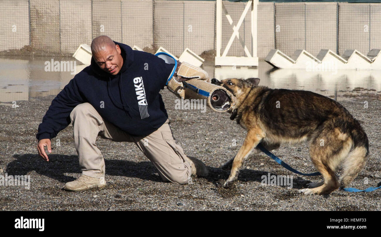 An employee with AMK9, a civilian dog handling company performs a ...