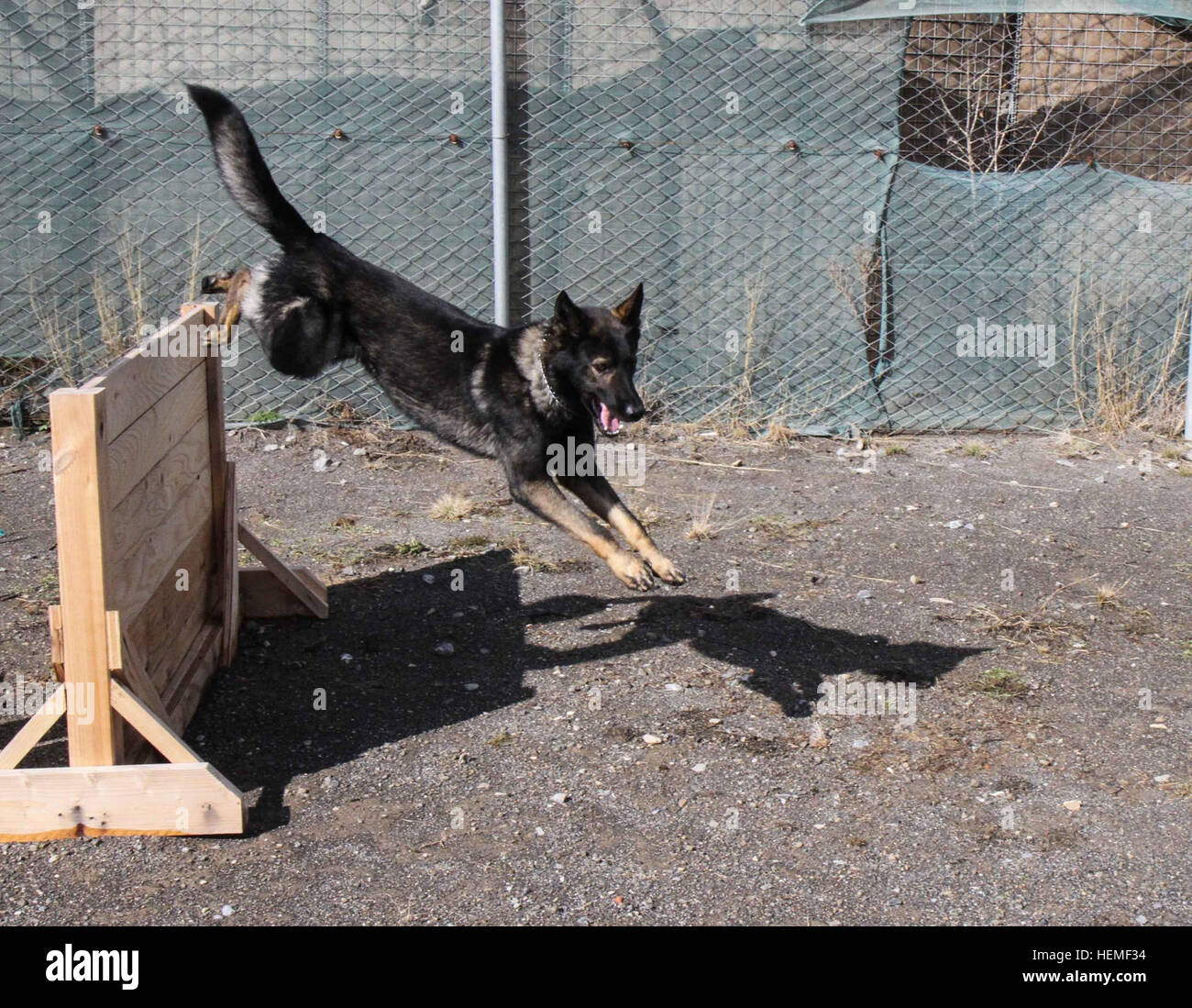Sgt. Misa, a military working dog with the Tactical Explosive Detection ...