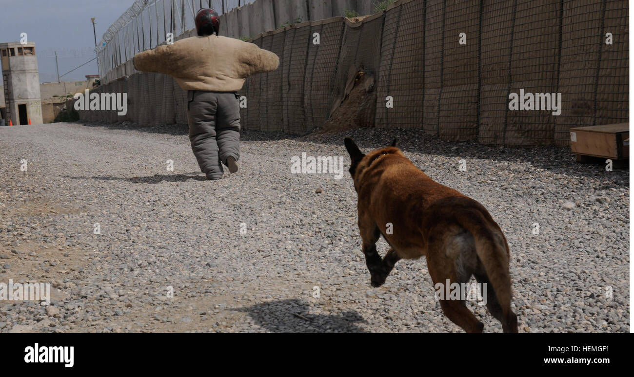 An American K-9 Detection Services (AMK9) working dog chases a U.S ...
