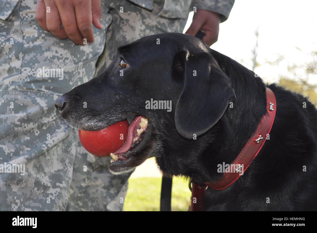 Retired Staff Sgt. Lady, a black labrador retriever and trained mine ...