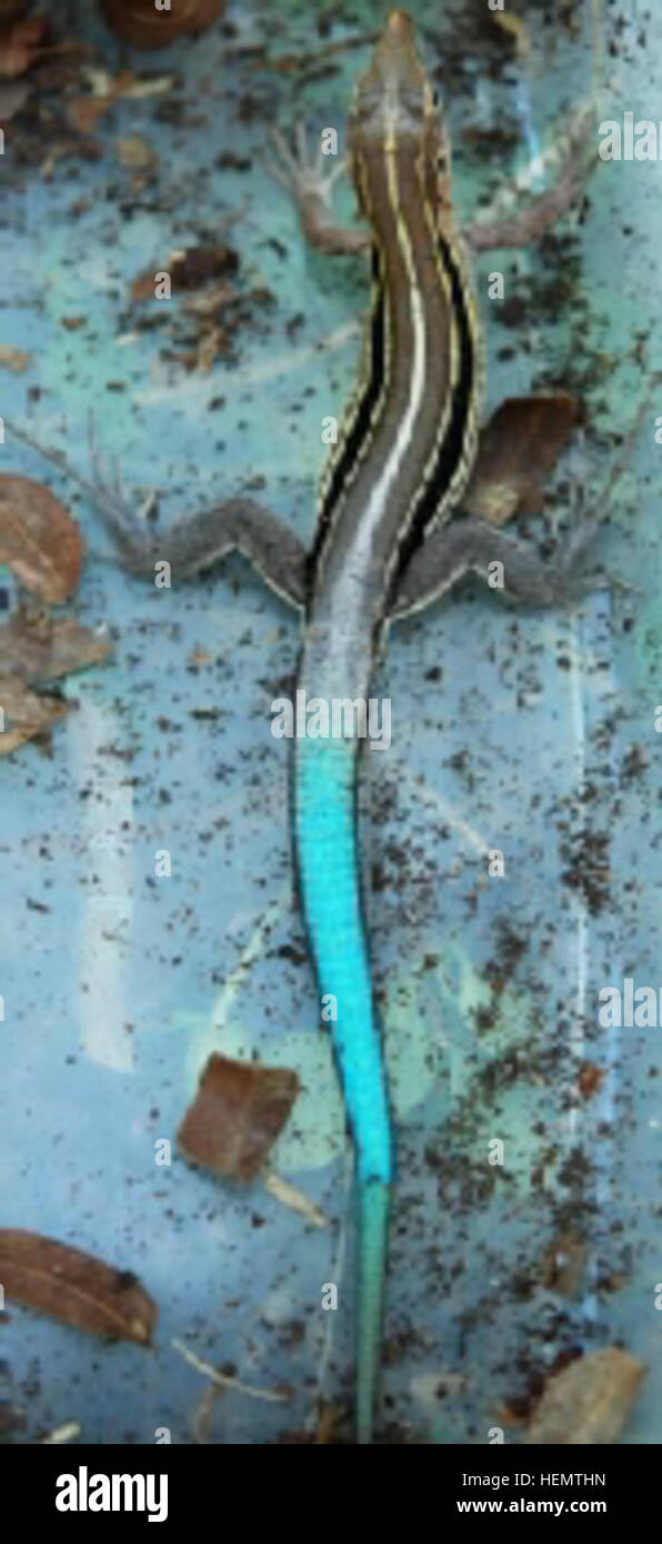 Cuban lizard -3 Stock Photo - Alamy