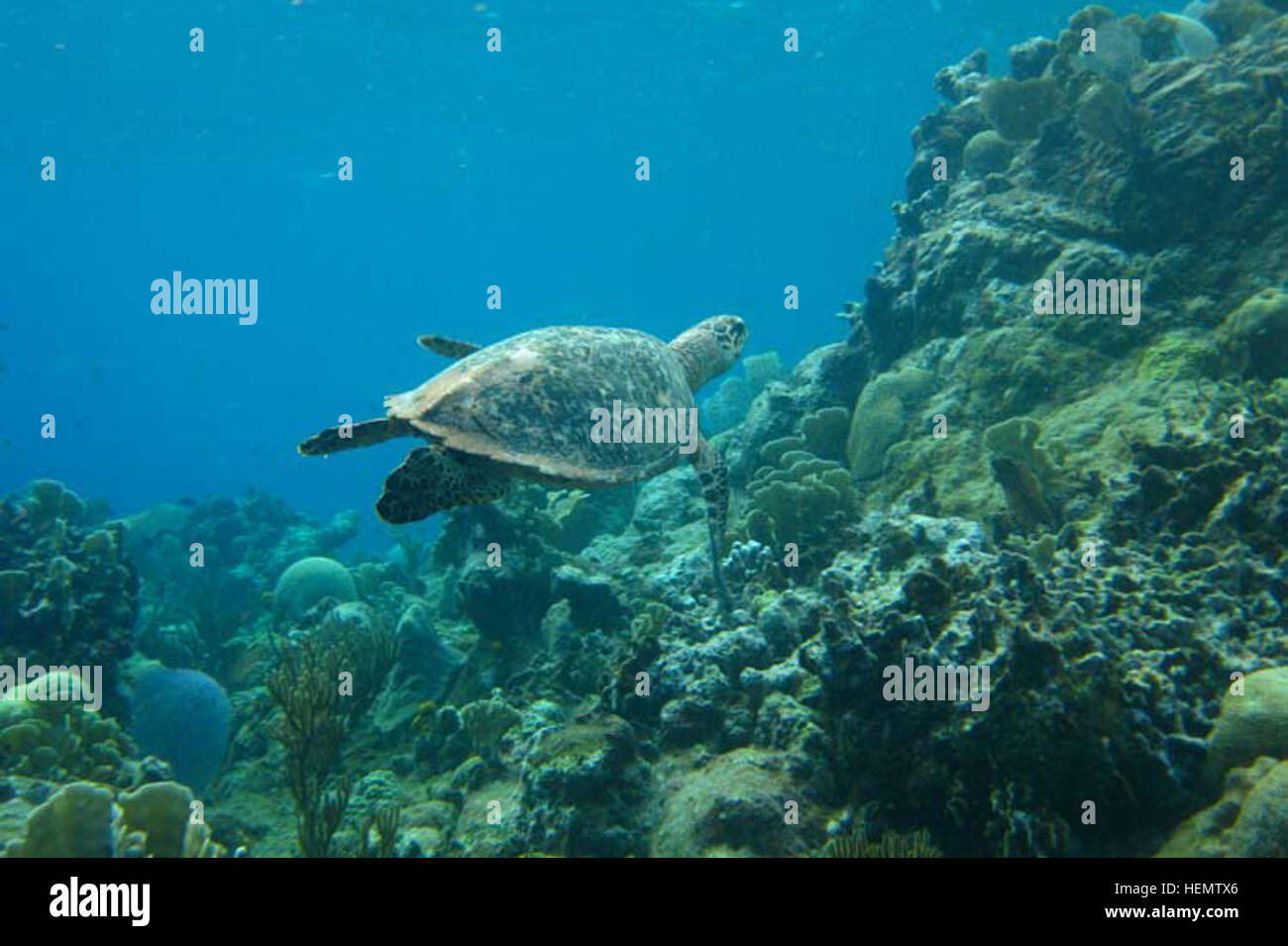 Guantanamo sea turtle Stock Photo - Alamy