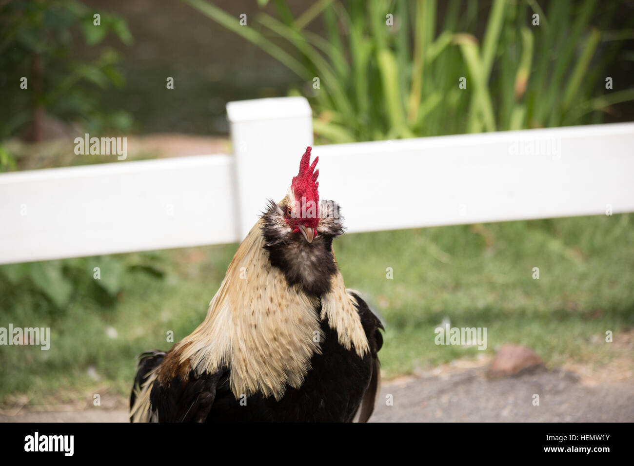 Faverolle rooster in aggression display Stock Photo - Alamy