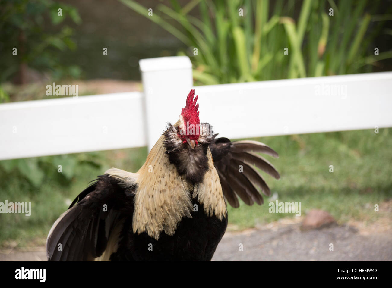 Faverolle rooster in aggression display Stock Photo - Alamy
