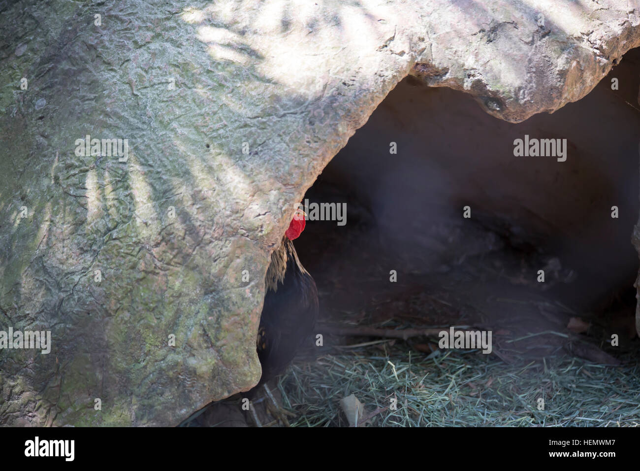 Rooster hidden in cave Stock Photo - Alamy
