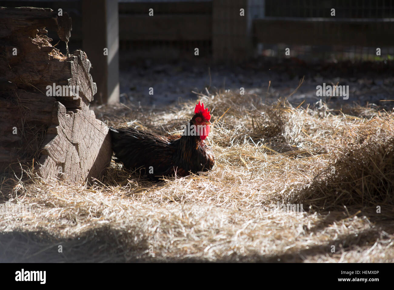 Rooster keeping watch Stock Photo - Alamy