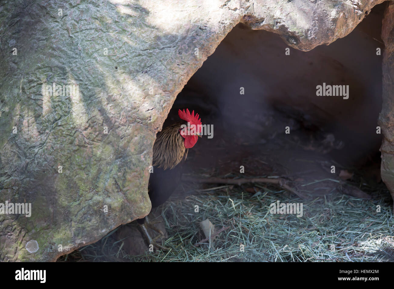 Rooster hidden in cave Stock Photo - Alamy