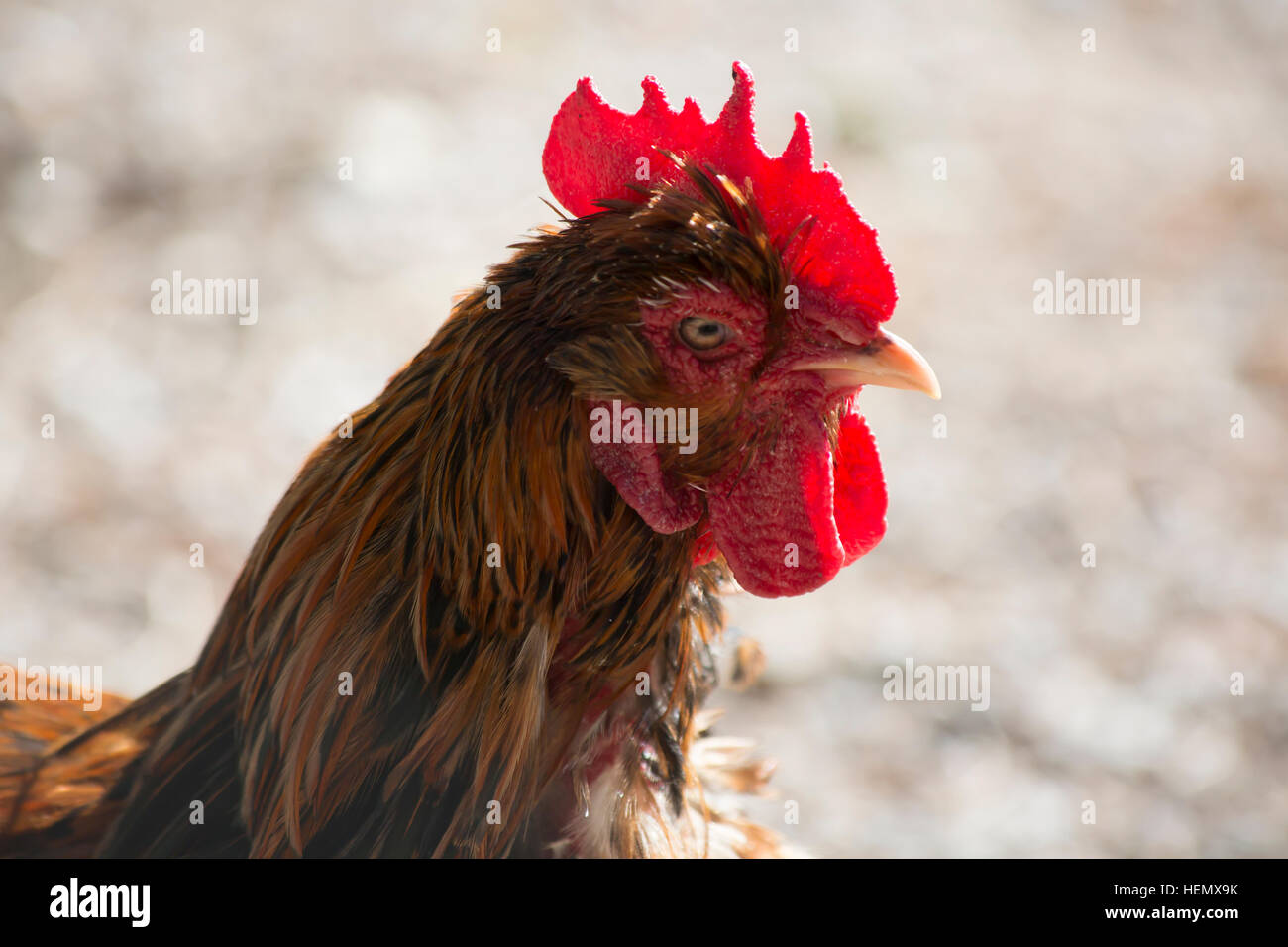 Loose rooster hi-res stock photography and images - Alamy