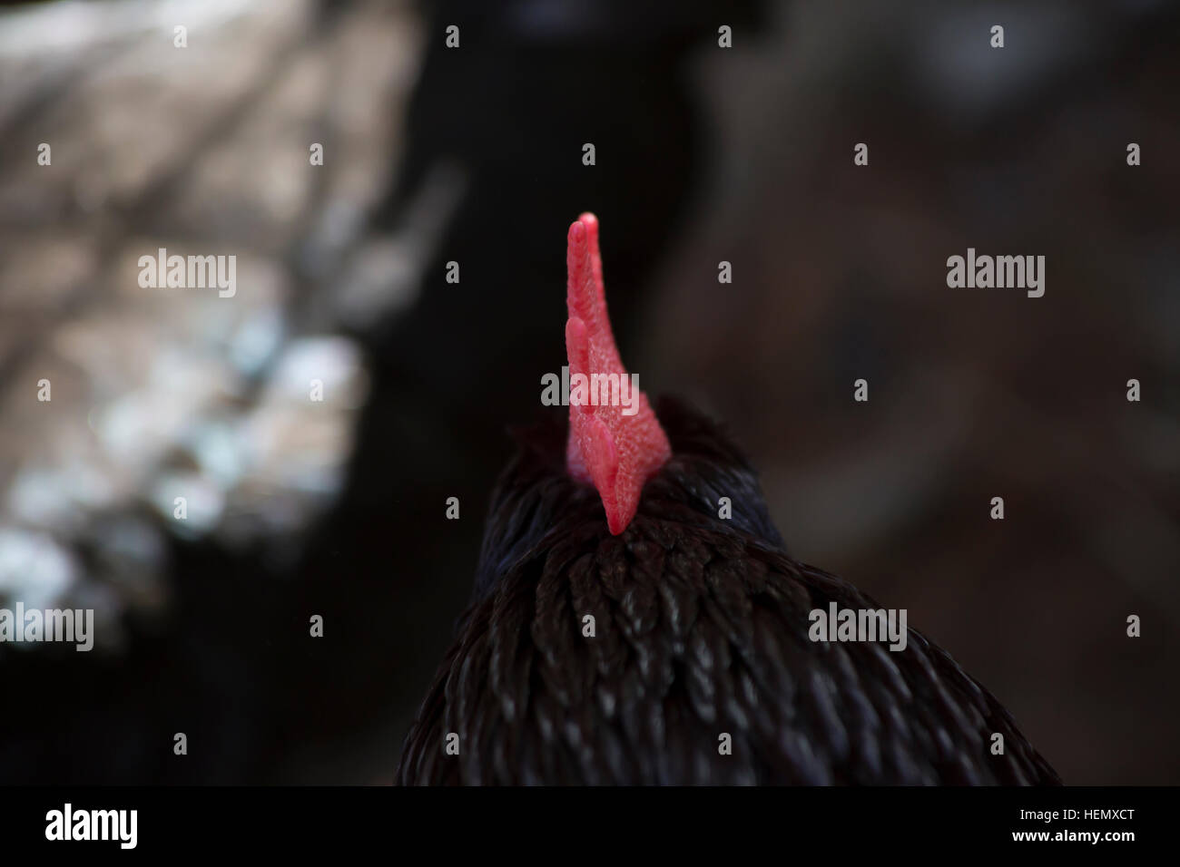 Loose crest hi-res stock photography and images - Alamy