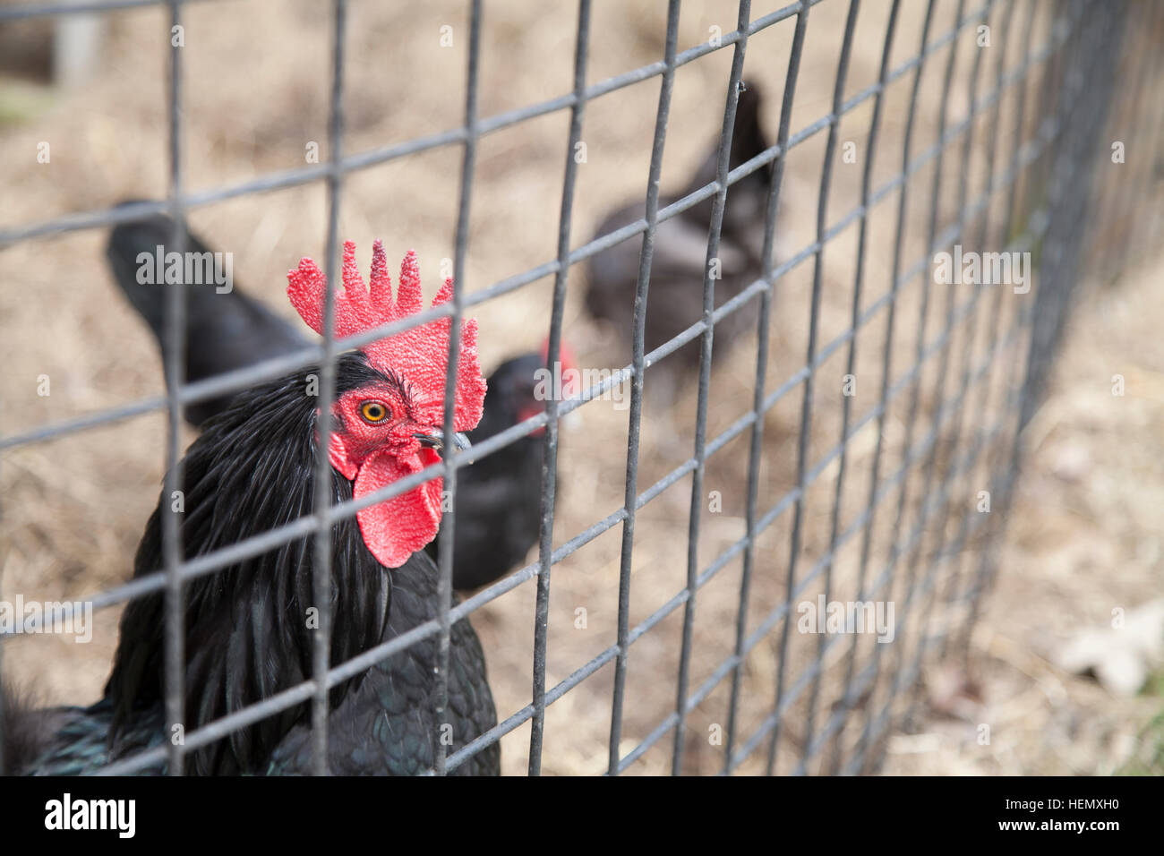 Loose rooster hi-res stock photography and images - Alamy