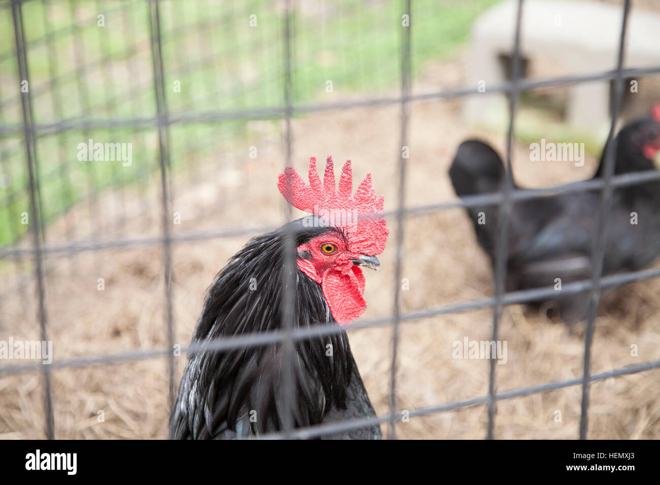Rooster caged with chickens in the background Stock Photo - Alamy