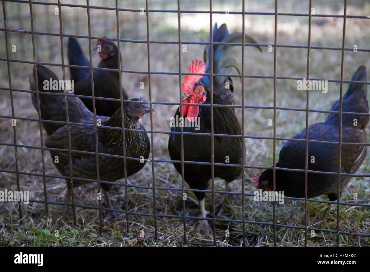 Guarding rooster hi-res stock photography and images - Alamy