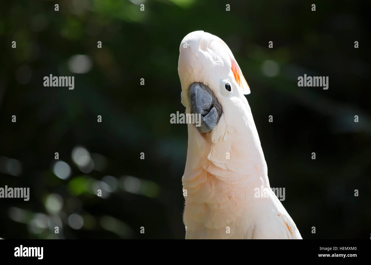 Salmon-crested cockatoo facing forward Stock Photo - Alamy
