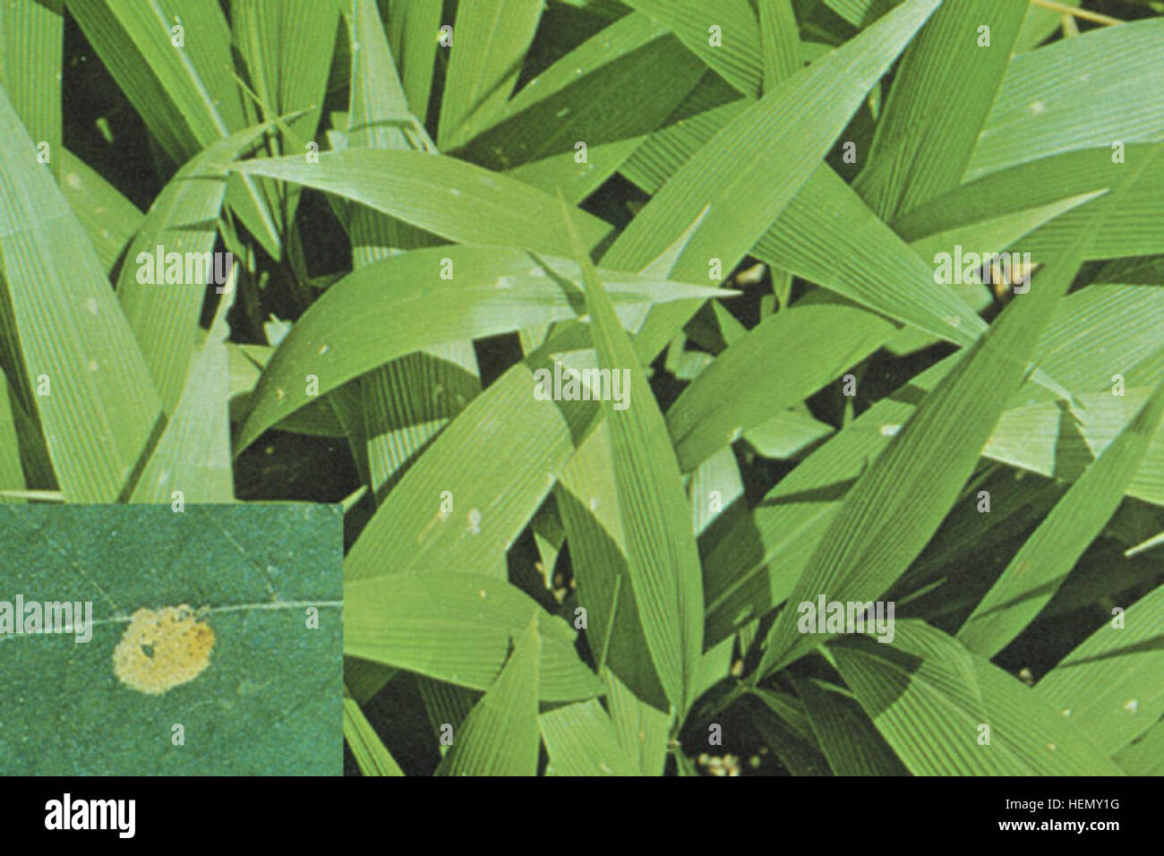 Hive droppings hi-res stock photography and images - Alamy