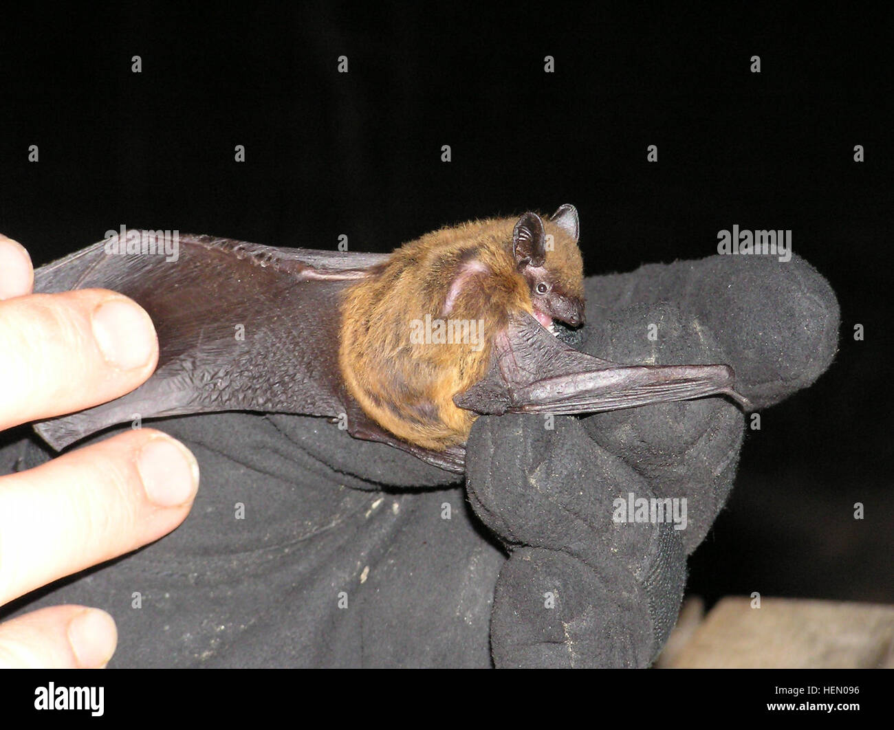 Evening bat nycticeius humeralis hi-res stock photography and images ...