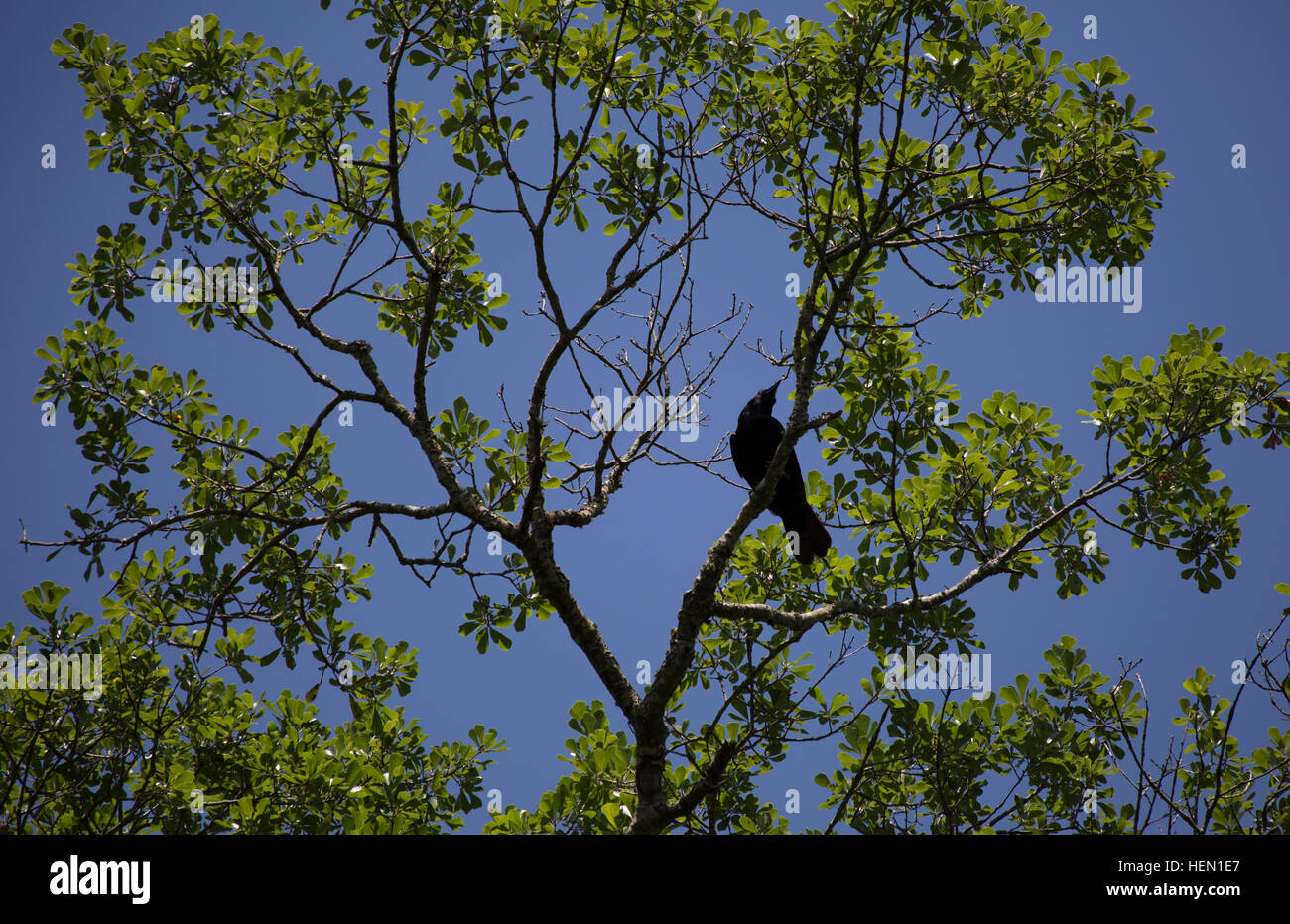 Crow in a tree Stock Photo - Alamy