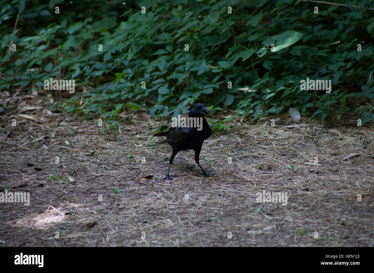 Crow hopping along the ground Stock Photo - Alamy