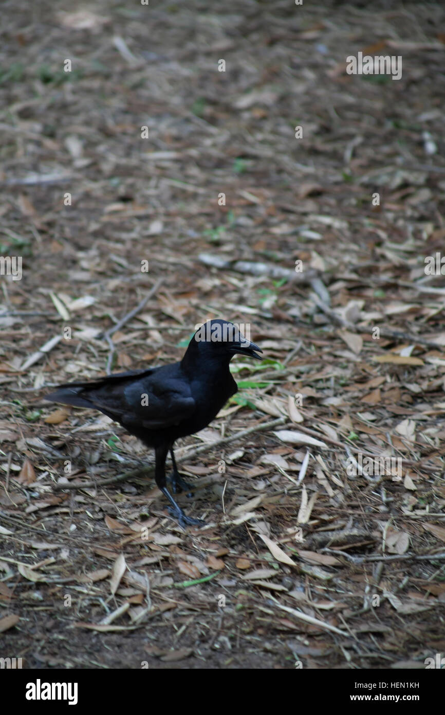 Crow hopping along the ground Stock Photo - Alamy