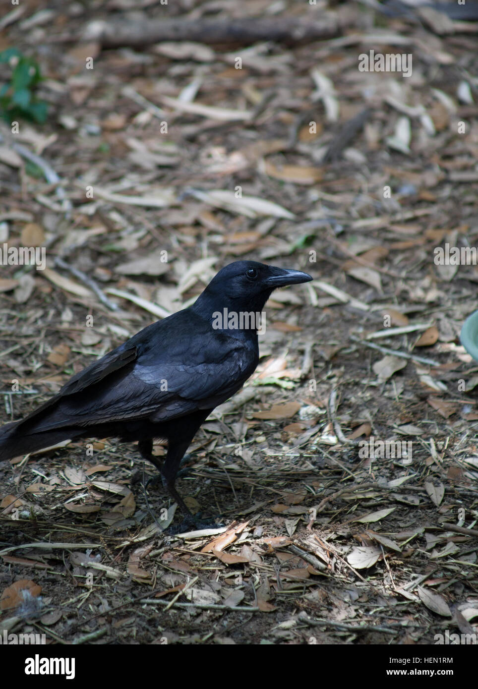 Crow hopping along the ground Stock Photo - Alamy