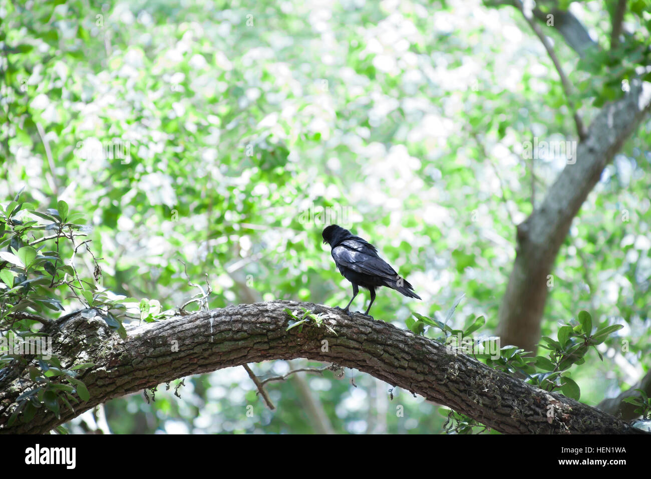 Crow on a branch Stock Photo - Alamy