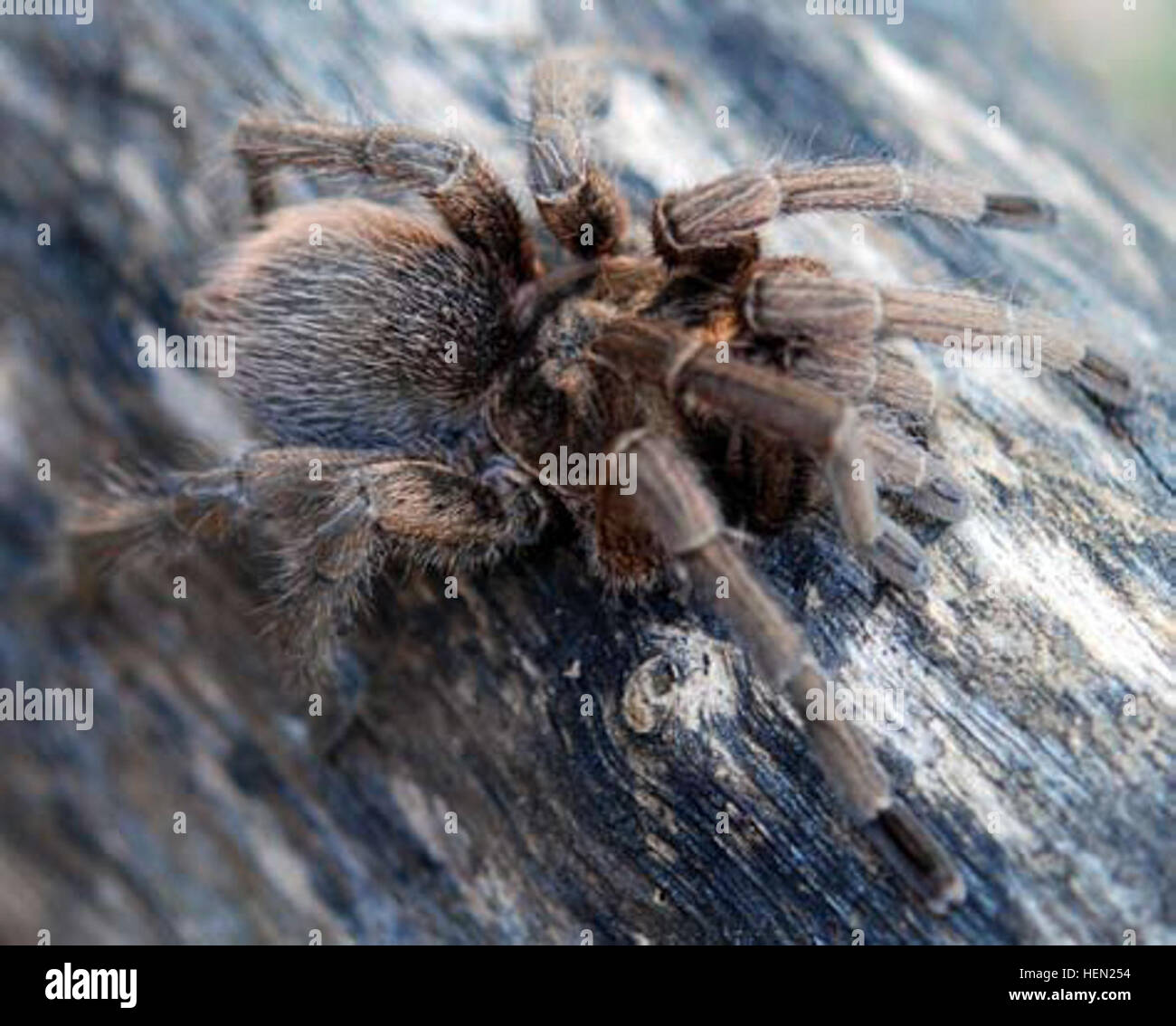 Cuban tarantula hi-res stock photography and images - Alamy