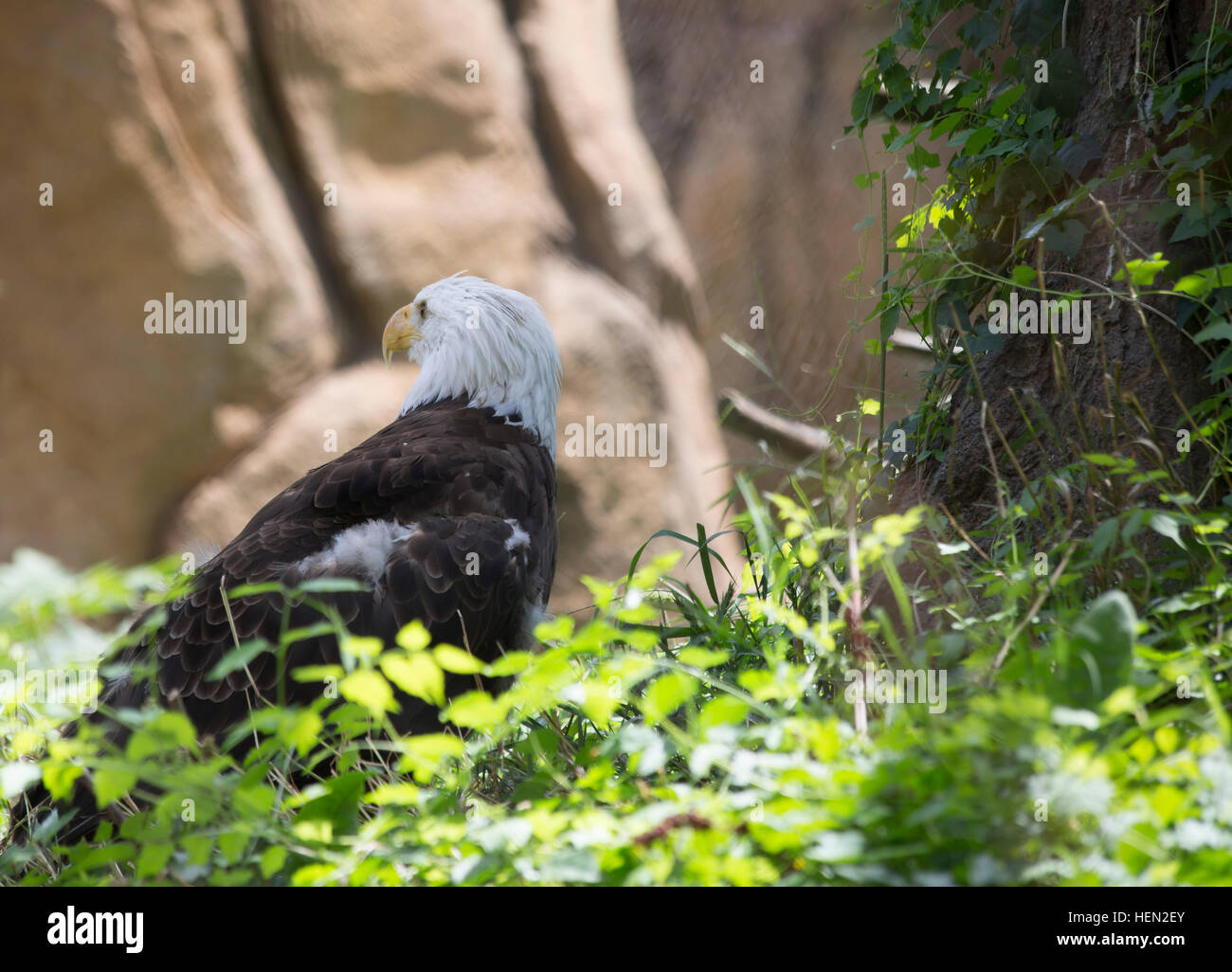 White chested sea eagle hi-res stock photography and images - Alamy