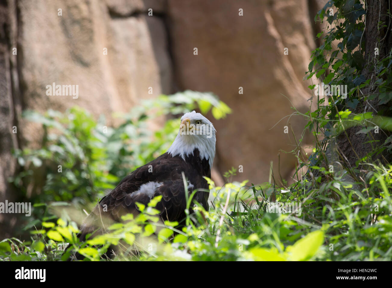 Bald eagle scanning its surroundings Stock Photo - Alamy Bald eagle scanning its surroundings Stock Photo - Alamy