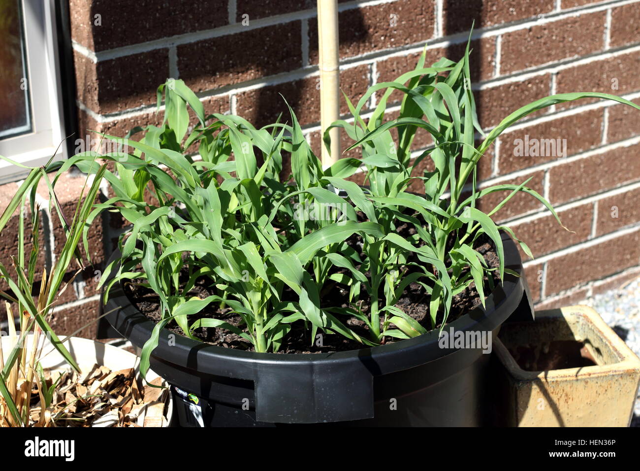 Germination corn pot hi-res stock photography and images - Alamy