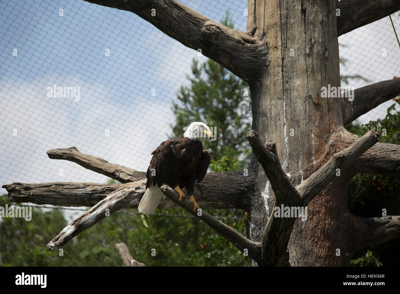Bald eagle in a tree Stock Photo - Alamy