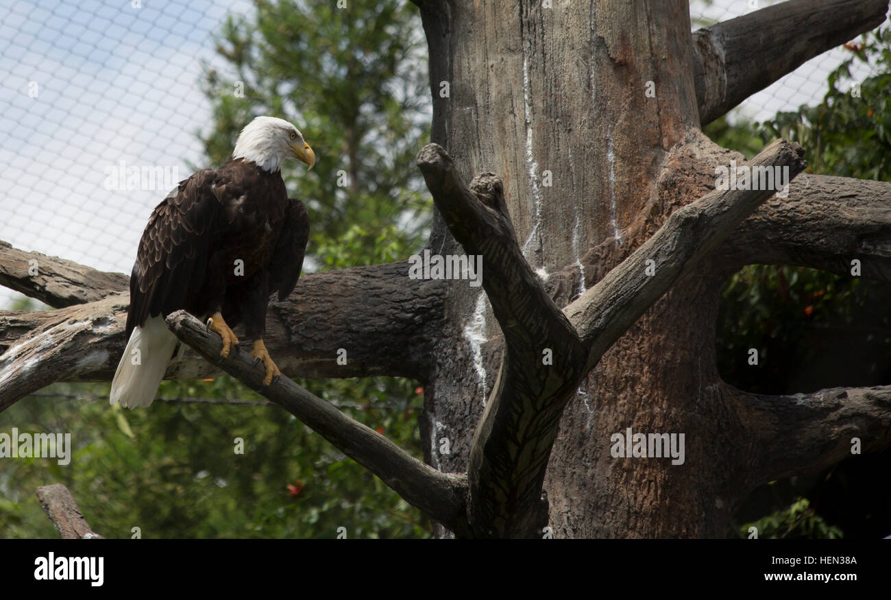 Bald eagle in a tree Stock Photo - Alamy