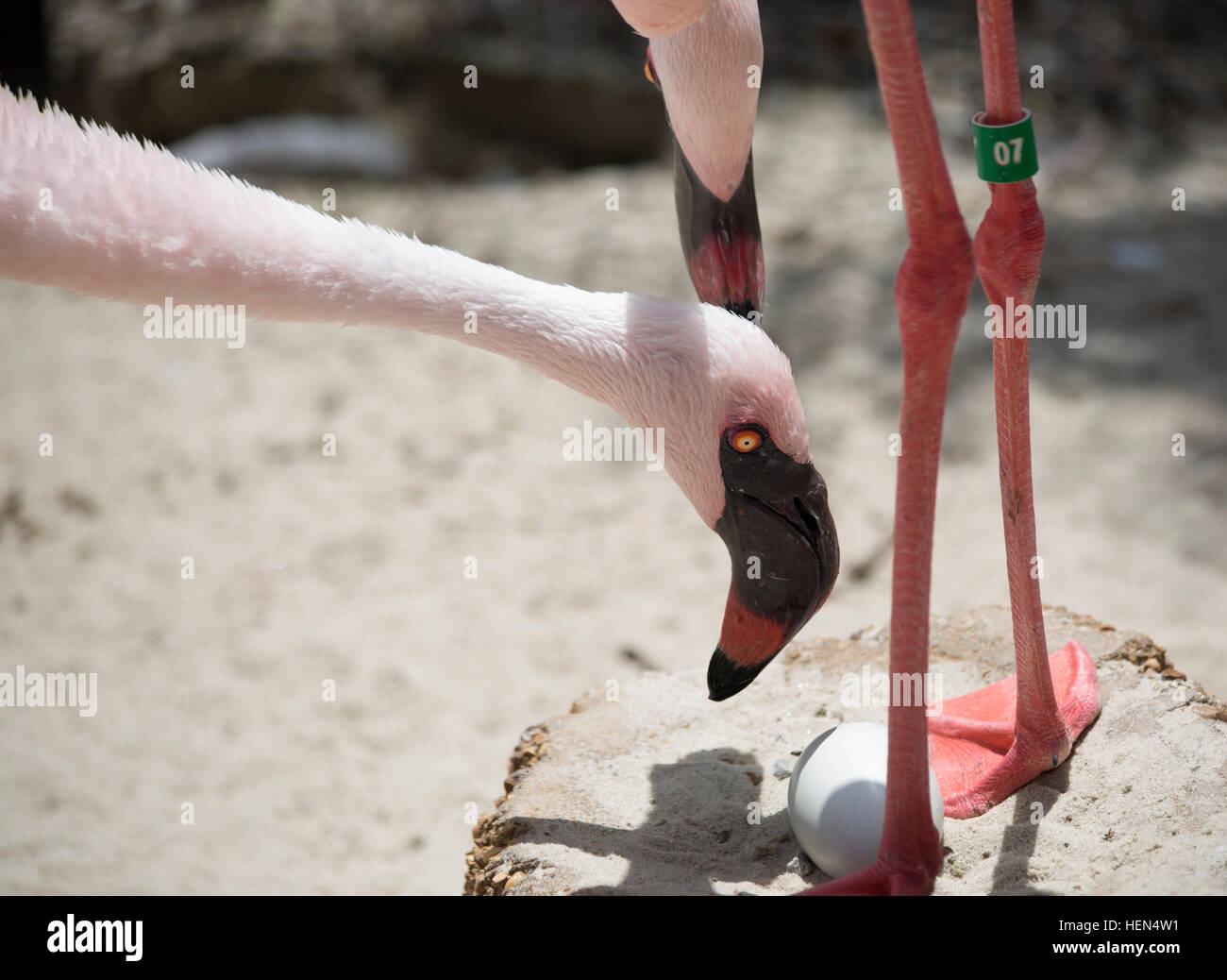 Flamingos guarding eggs Stock Photo - Alamy
