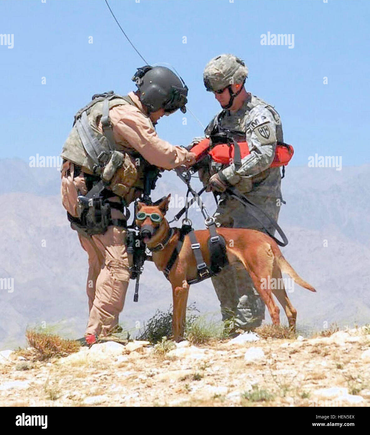 Military dog in Afghanistan being prepared for a helicopter hoist Stock ...