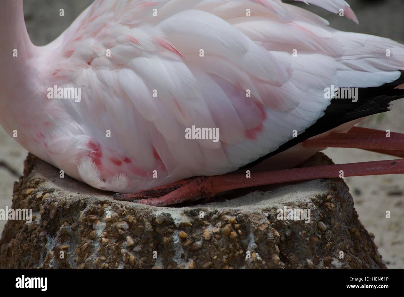 Flamingo guarding eggs Stock Photo - Alamy