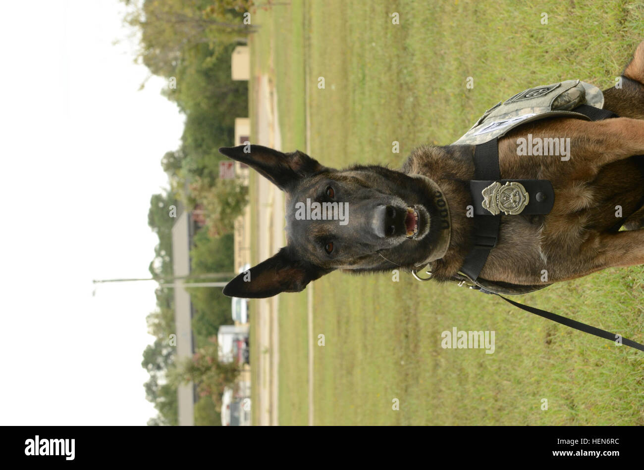 Canine post traumatic stress disorder hi-res stock photography and ...