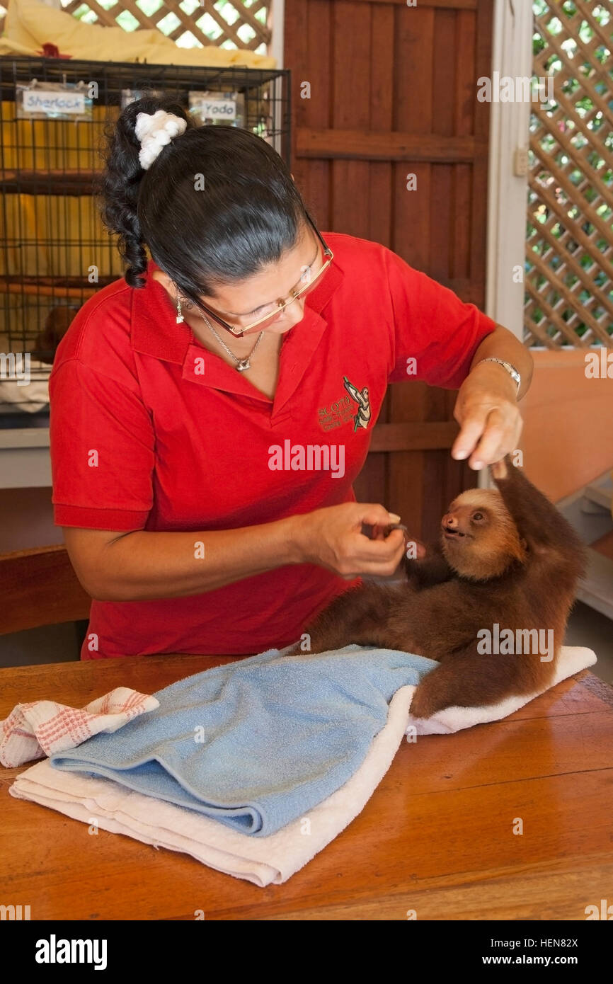 Caretaker holding baby orphan Hoffmann's Two-toed Sloth (Choloepus ...