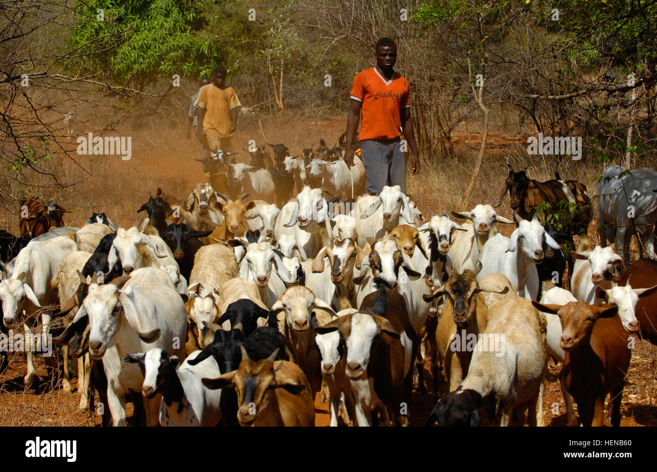 Local herdsman arrive at a 'cattle crush' with goats that will be ...