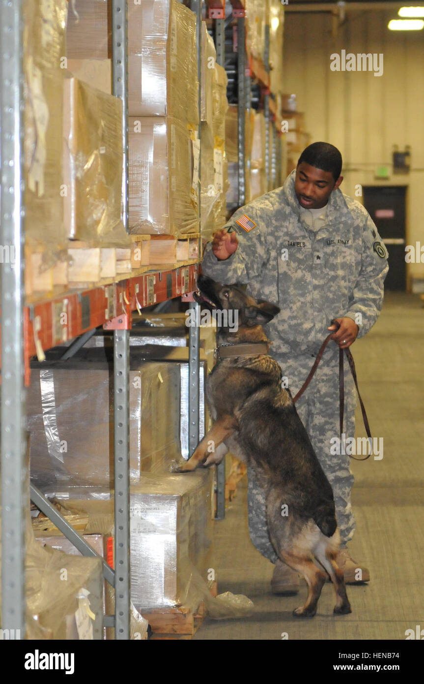 Soldiers and military working dogs conduct validation training to ...