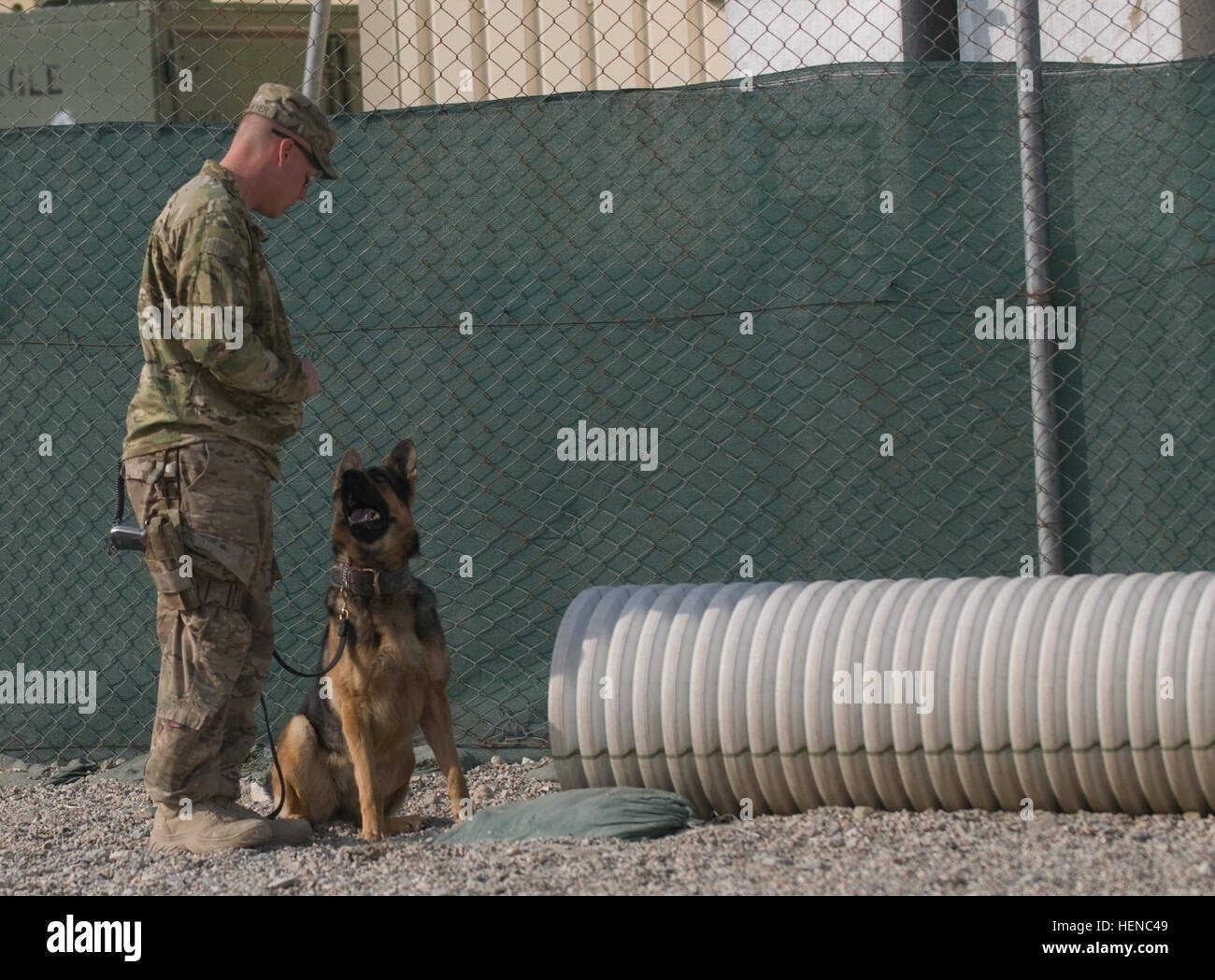 Spc. Sara, a tactical explosive detection dog looks up at Pfc. Gabriel ...