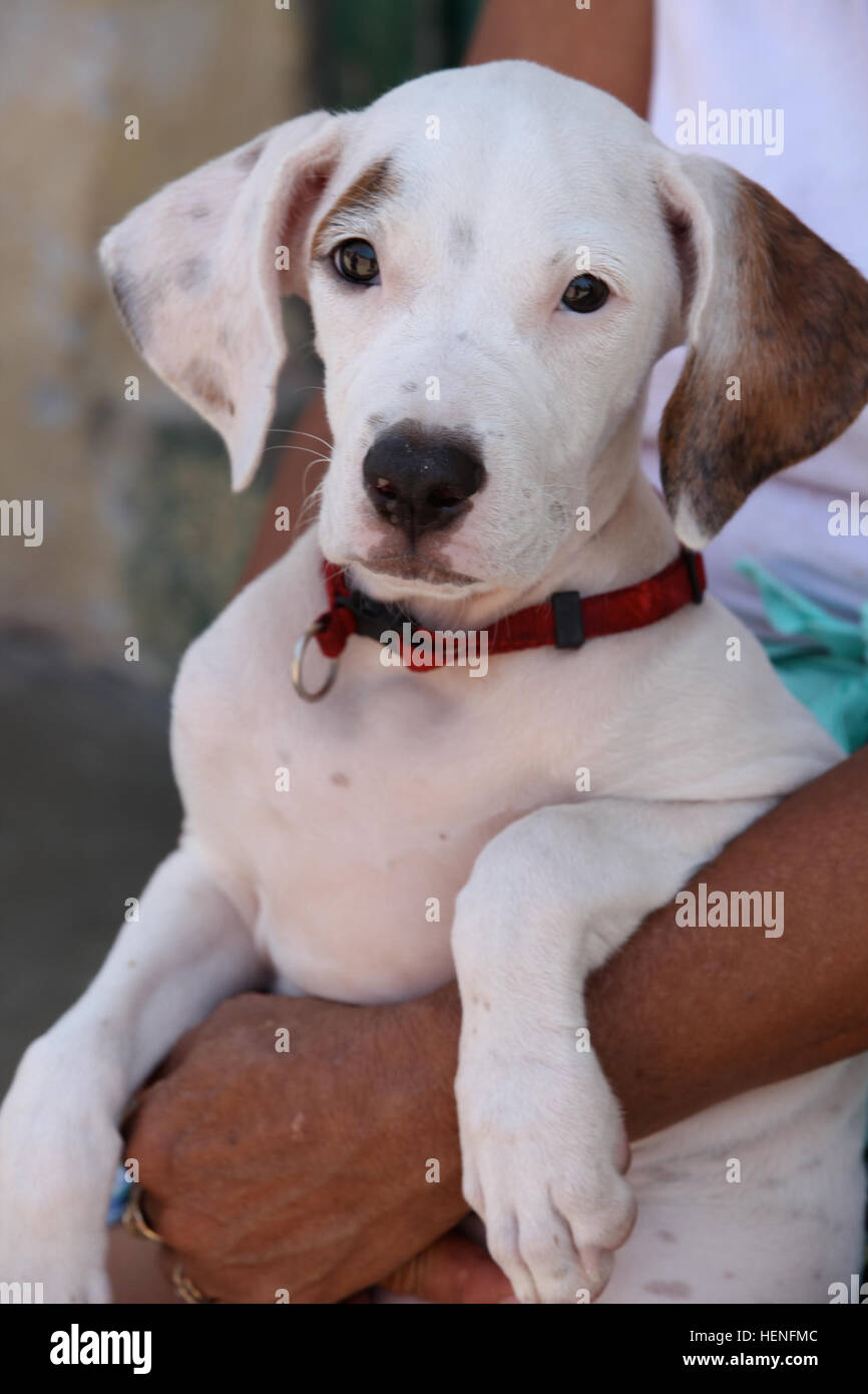 A Guatemalan woman holds her dog as she speaks with U.S. and Guatemalan ...
