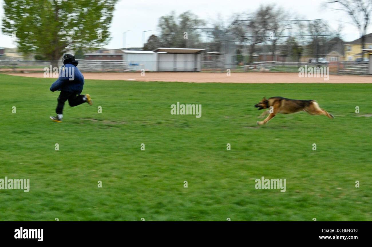 A military working dog (MWD) demonstrated obedience and agility during ...