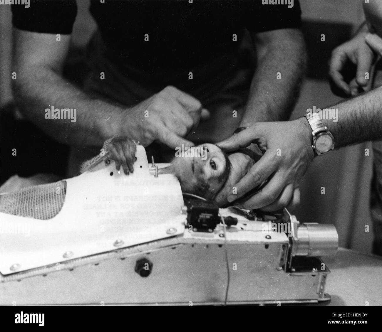 The Rhesus monkey named Able is released from the life support capsule ...