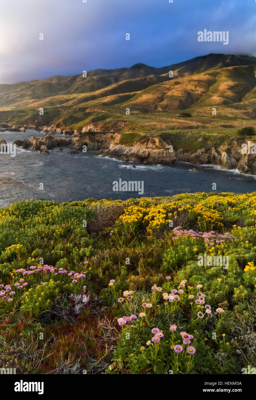Big yellow daisies hi-res stock photography and images - Alamy