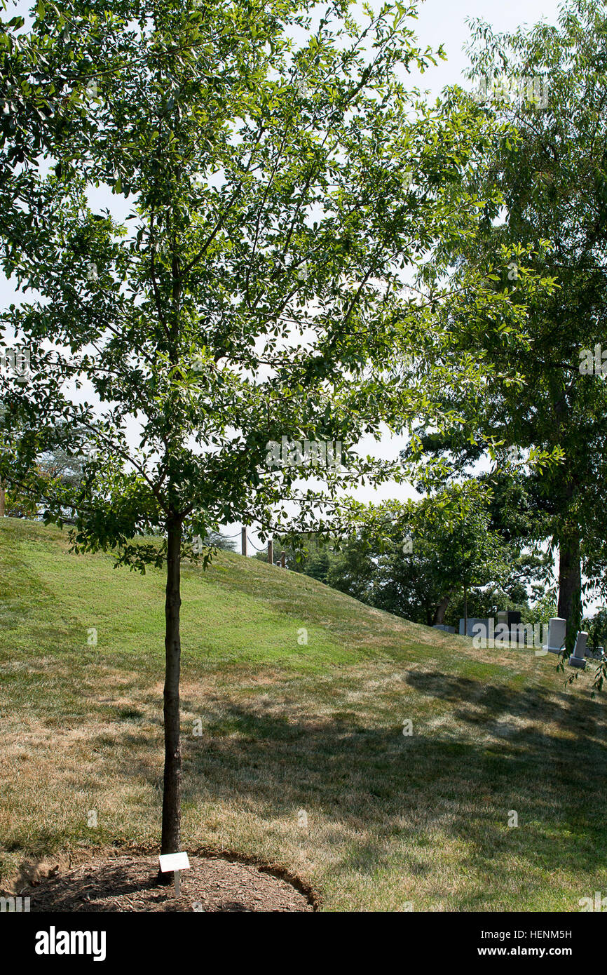 Medal of Honor tree number 10, the Helen Keller Water Oak, stands in ...