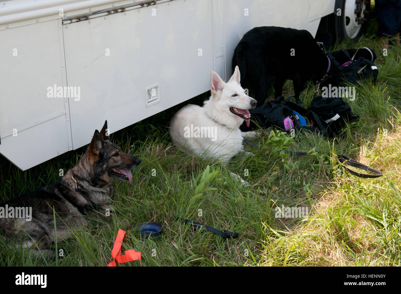 K-9 members of Indiana Task Force One take a break from the heat before ...