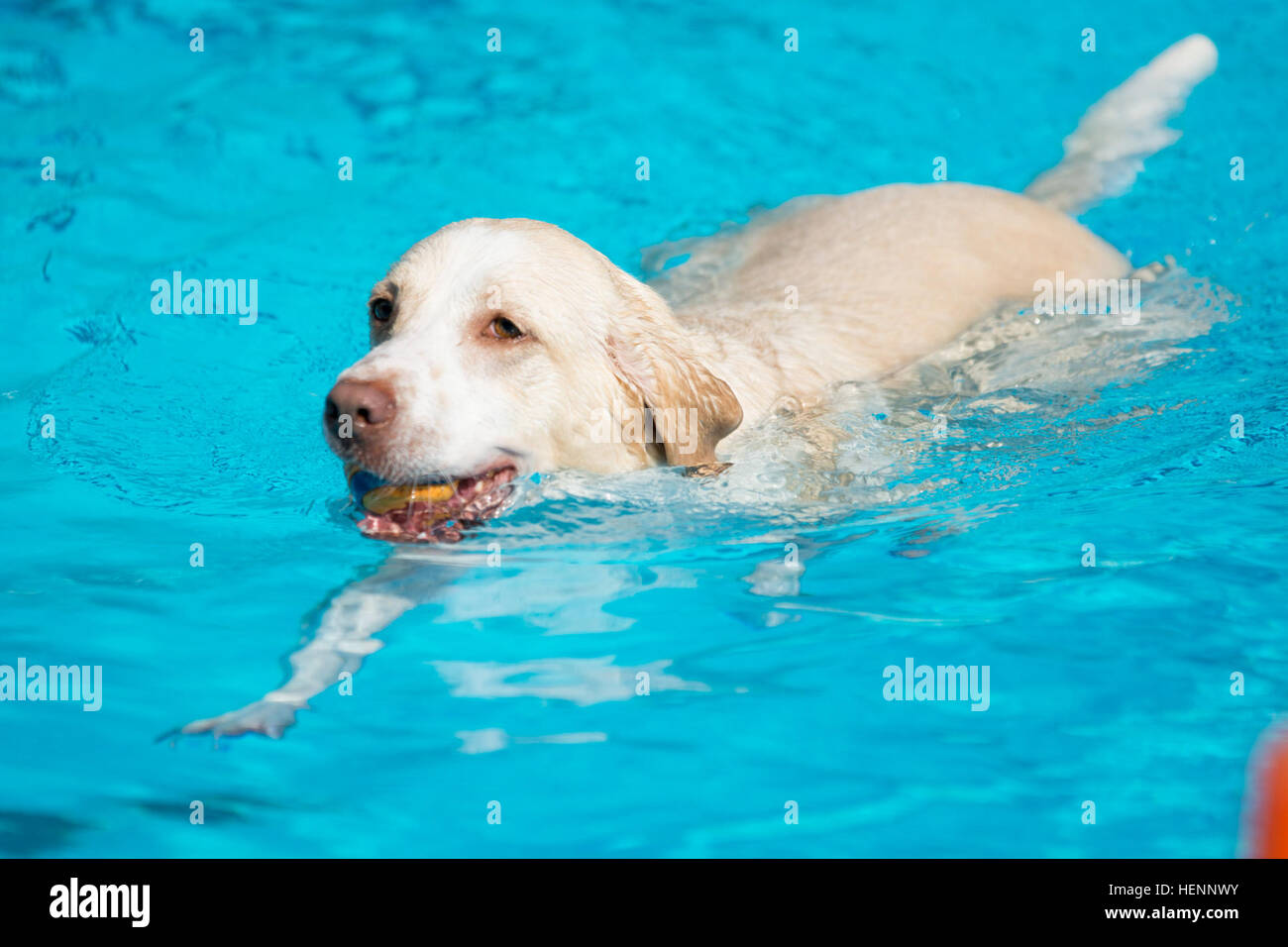 Lion Of Fallujah Book