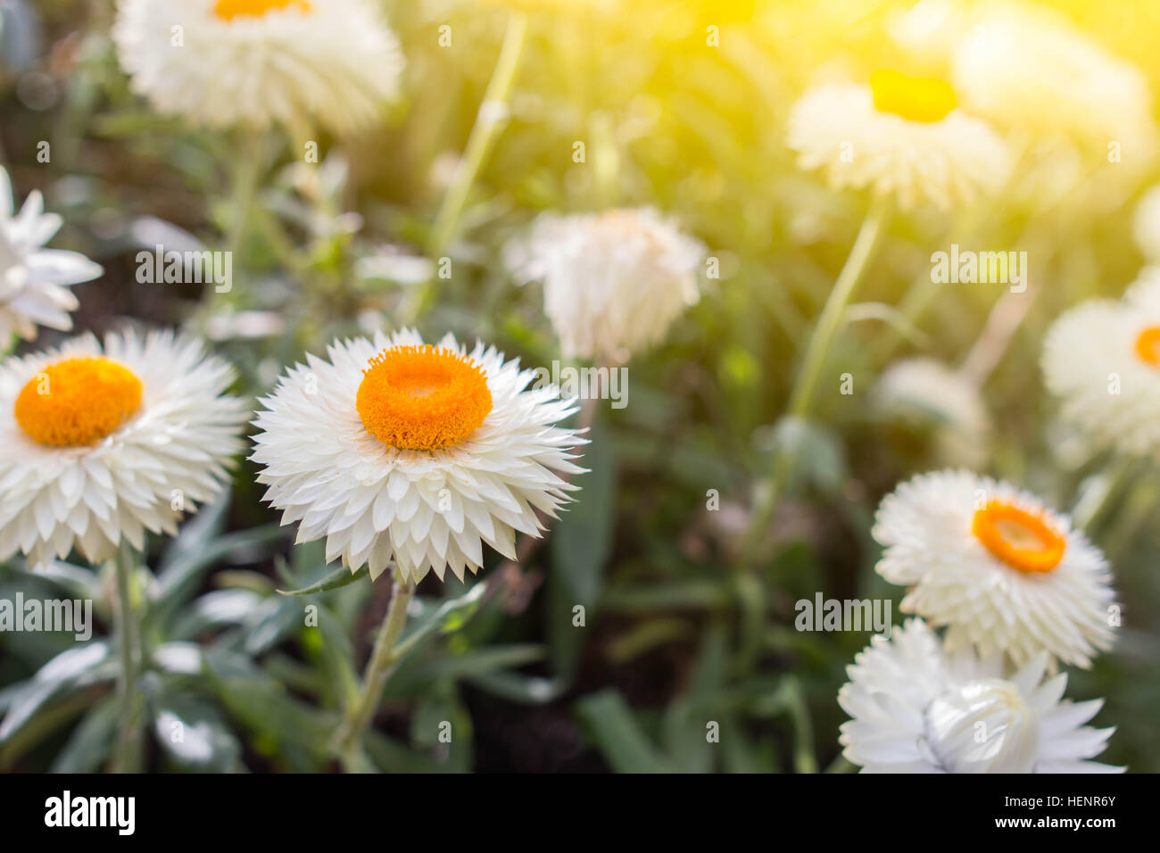 Helichrysum flower hi-res stock photography and images - Alamy