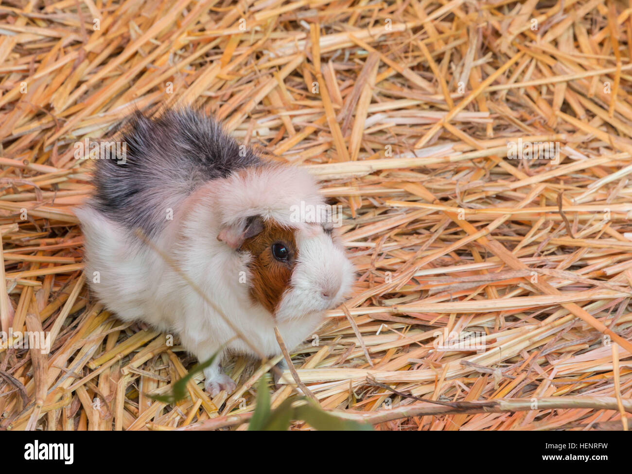 Mammal life hi-res stock photography and images - Alamy