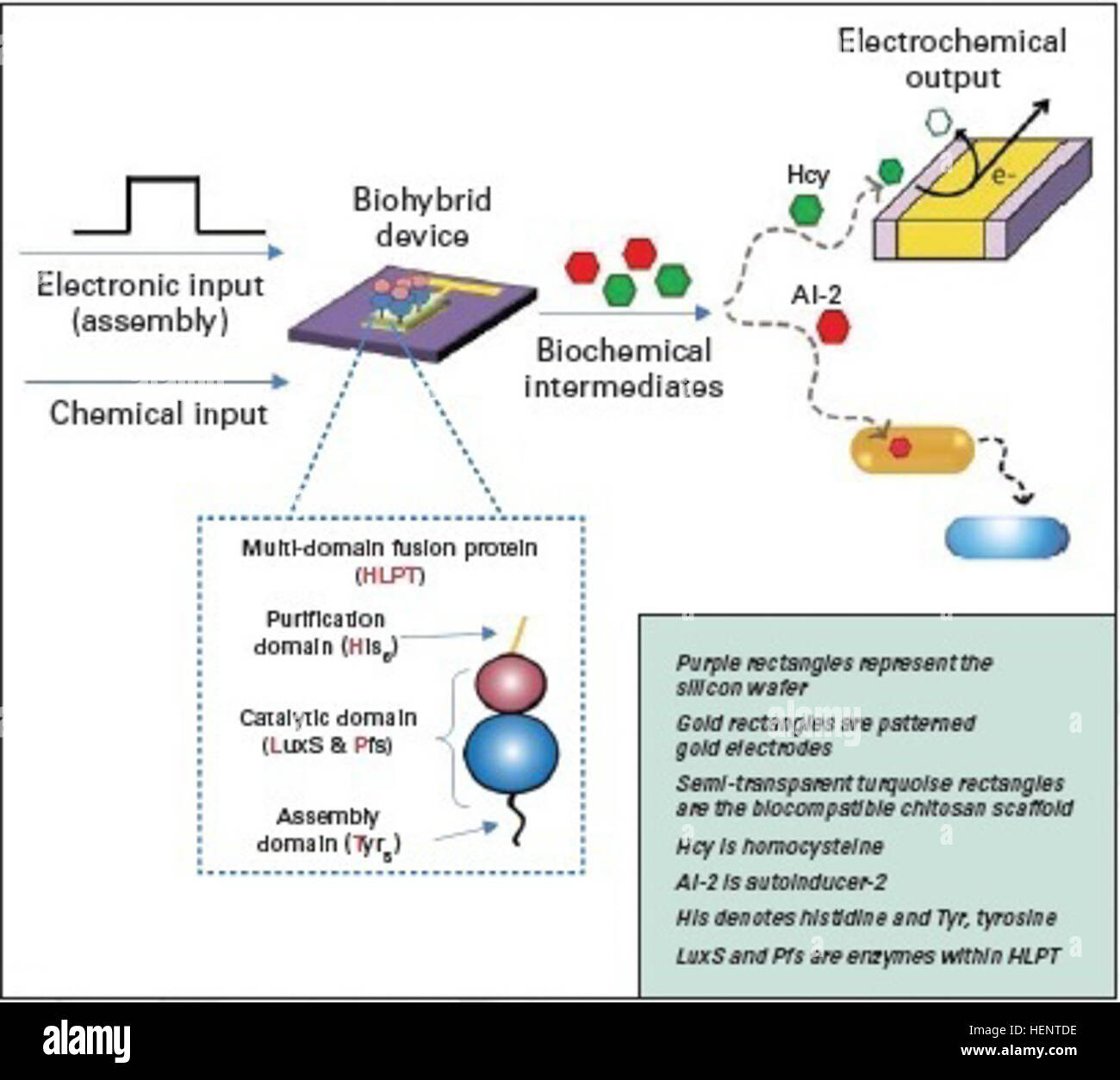 Biohybrid device controlled by electronic signals - The biohybrid device receives both chemical ...